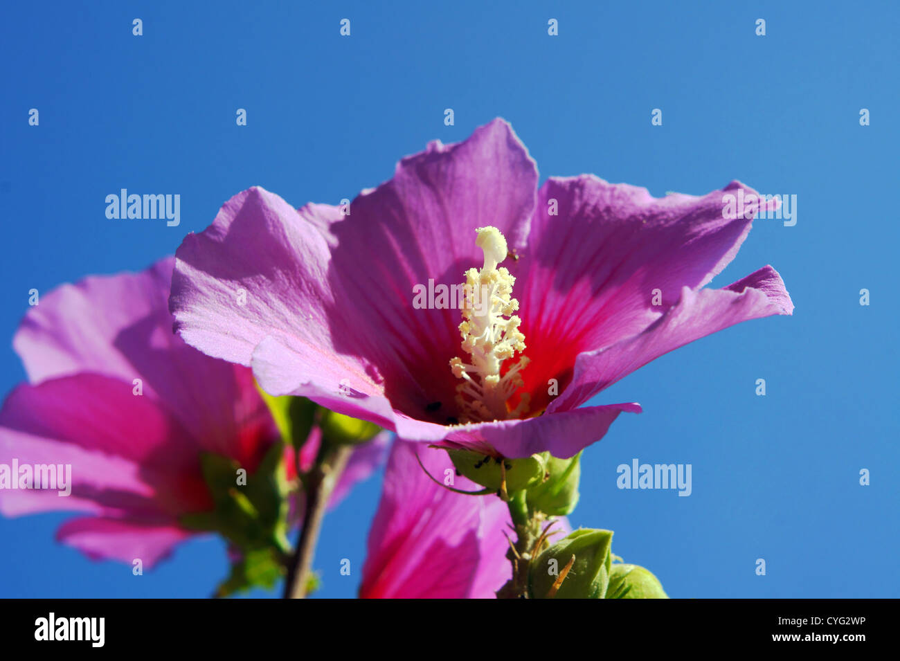 pink Hibiscus on Corfu island, Greece Stock Photo - Alamy
