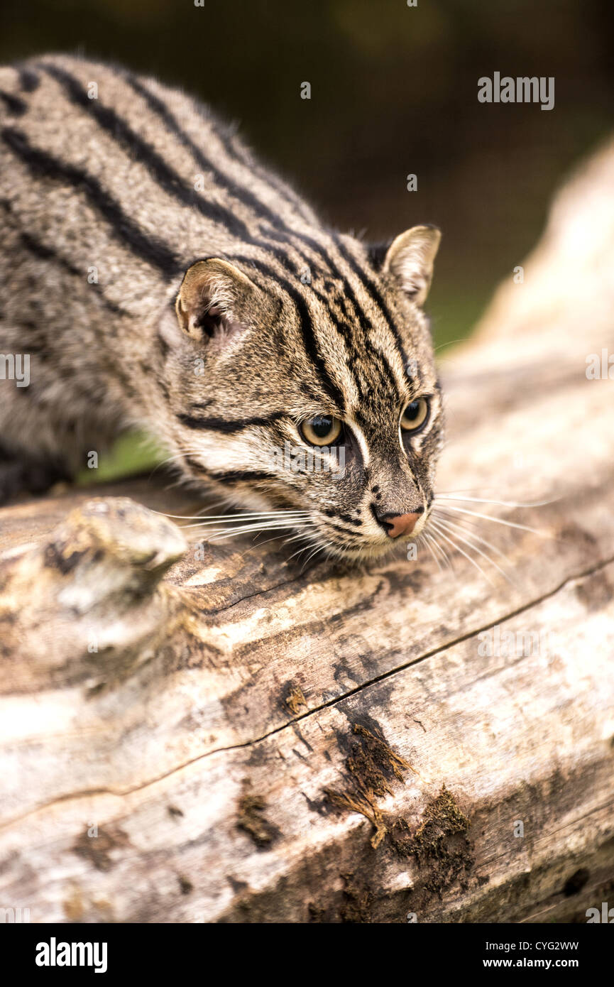 Fishing Cat Stock Photos & Fishing Cat Stock Images - Alamy