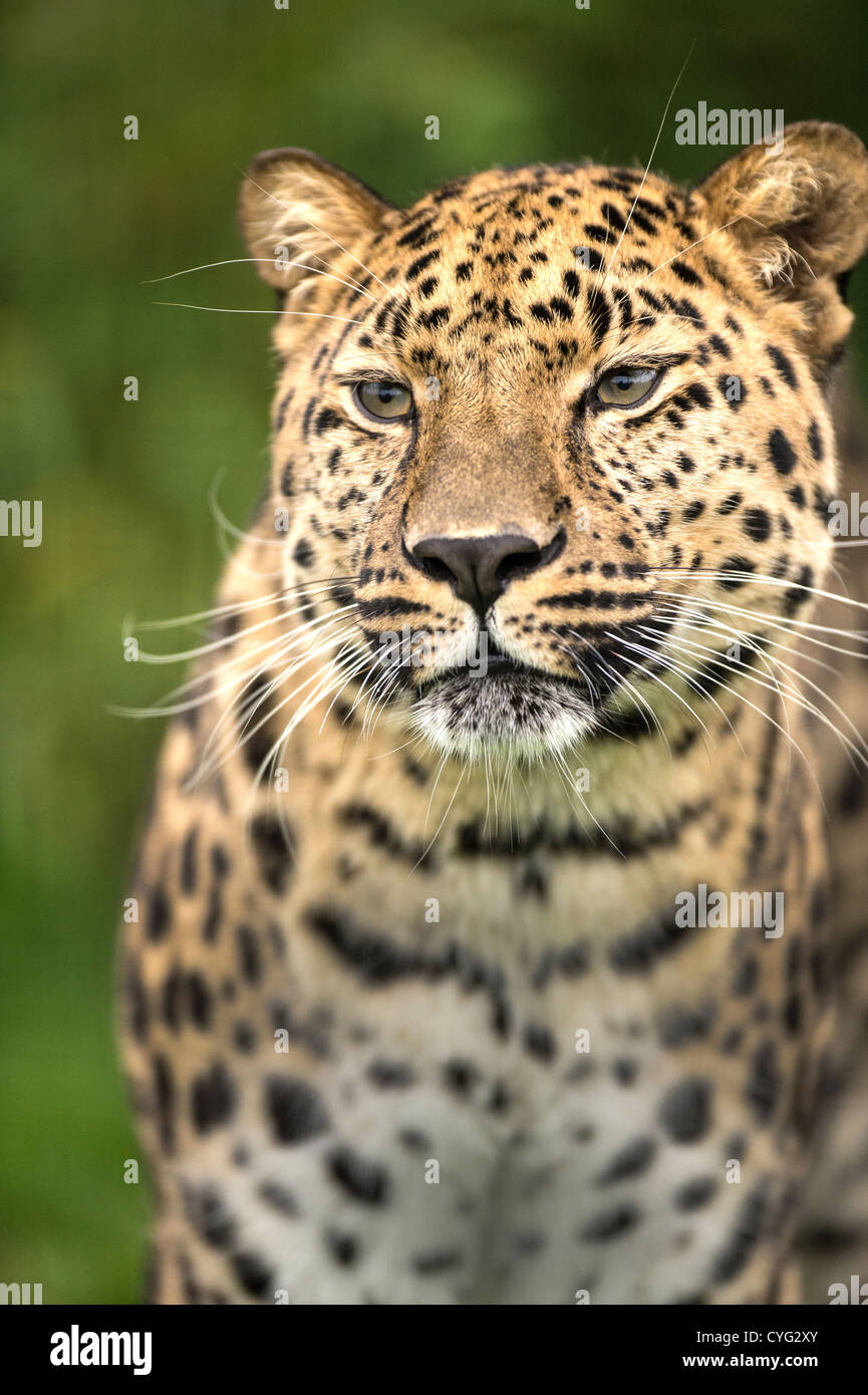 Leopard leopard hi-res stock photography and images - Alamy