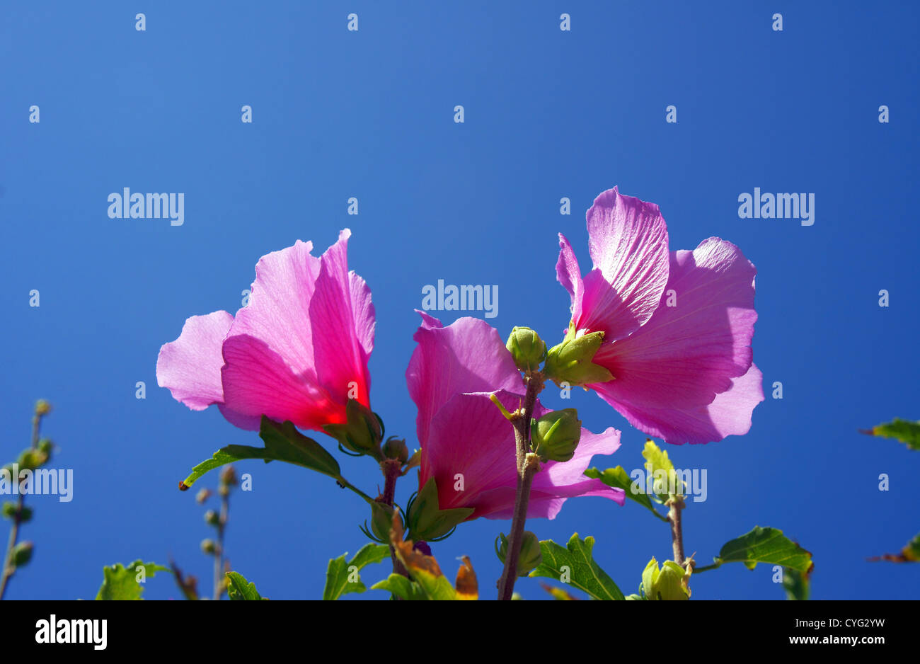 pink Hibiscus on Corfu island, Greece Stock Photo - Alamy