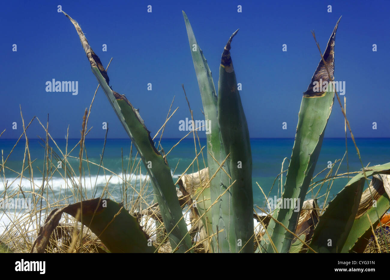 Agave beach hi-res stock photography and images - Alamy