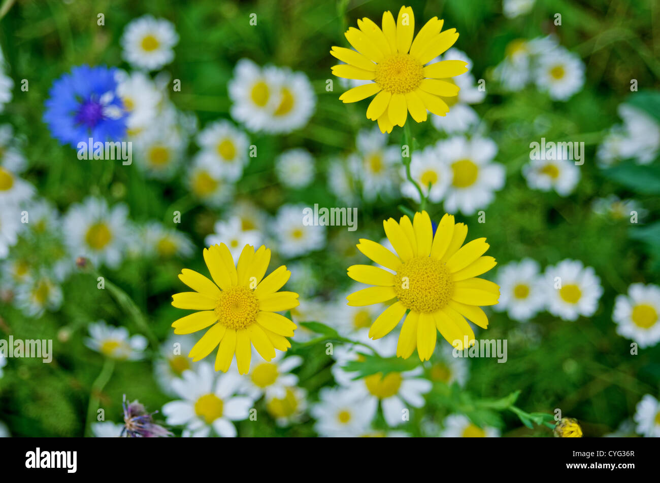 Yellow chamomile hi-res stock photography and images - Alamy