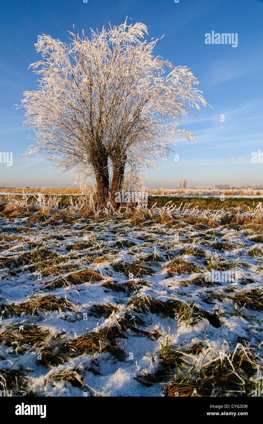 Willow tree with white frost in a field with snow on a clear winter day ...