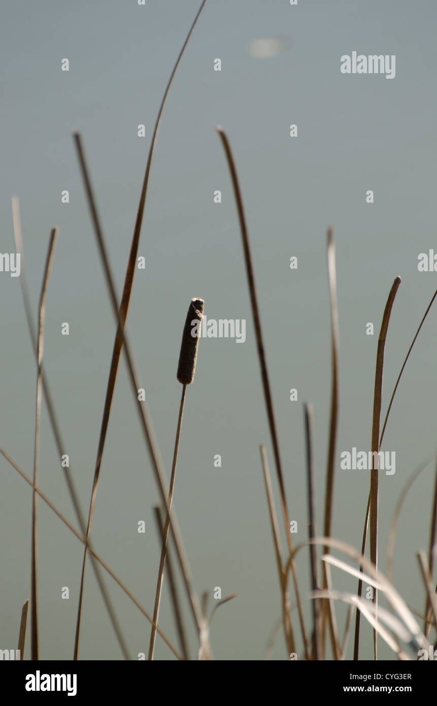 Bullrush hi-res stock photography and images - Alamy