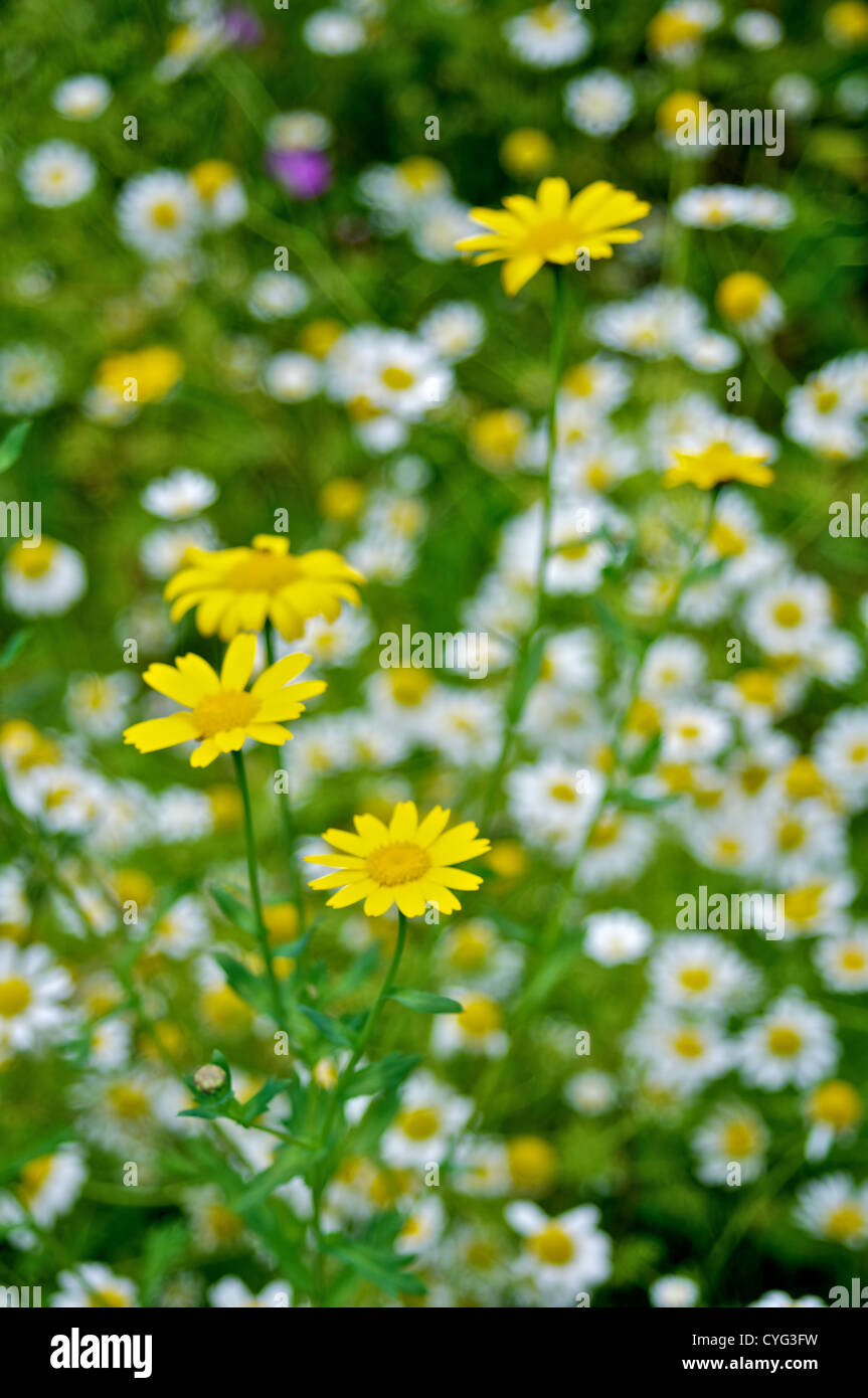 Yellow chamomile hi-res stock photography and images - Alamy