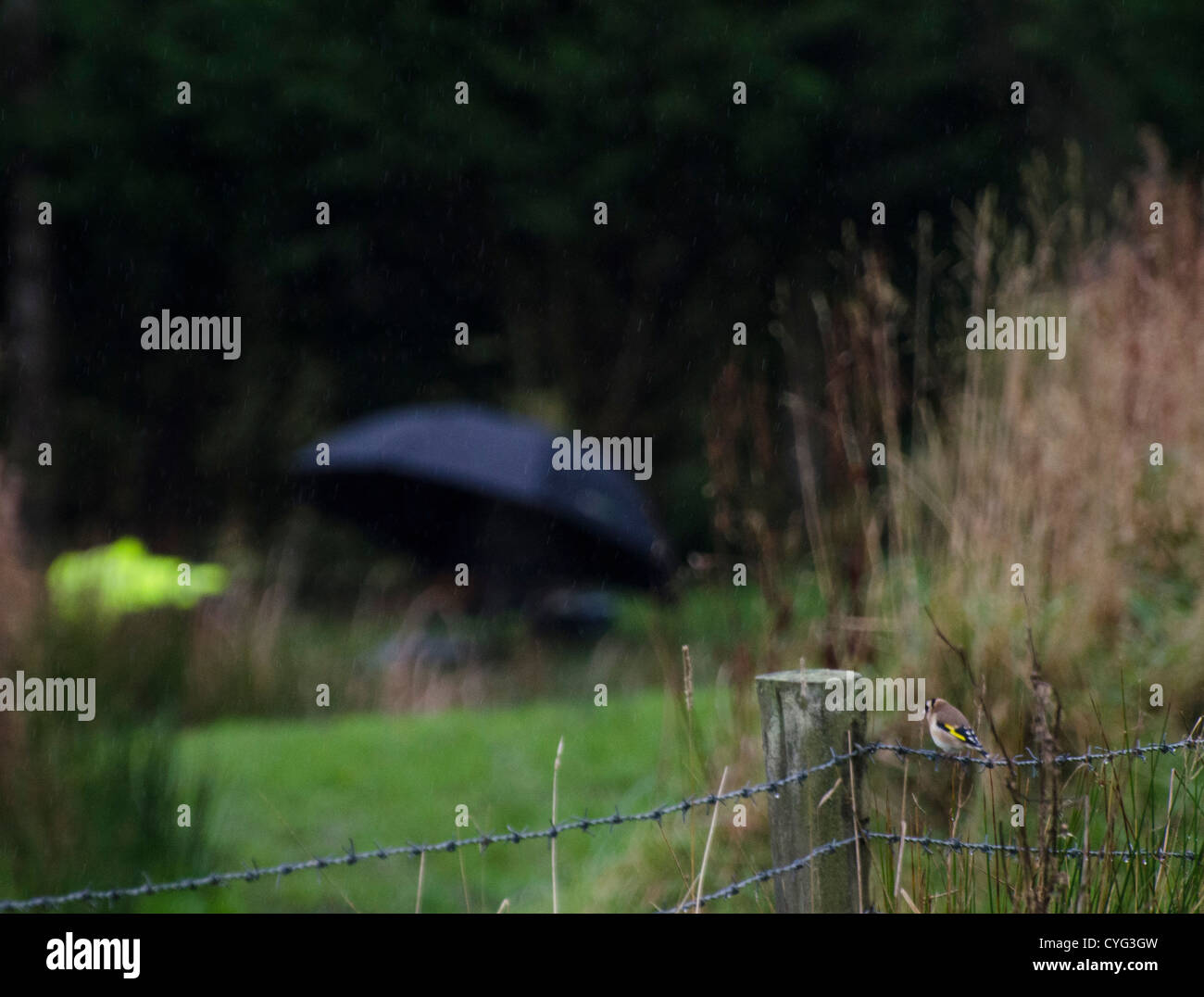 Bird with angler Stock Photo - Alamy