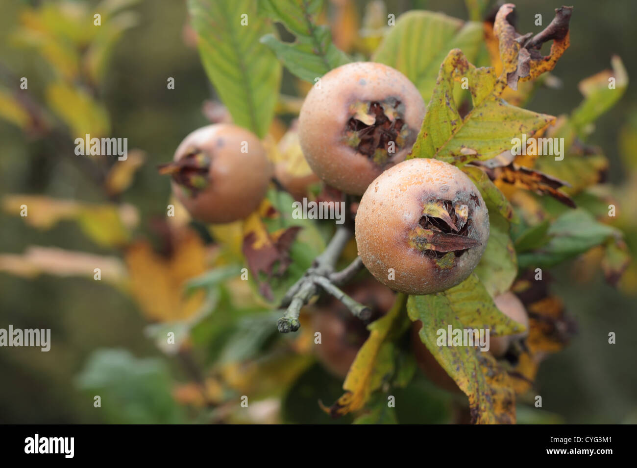 Medlar fruit hi-res stock photography and images - Alamy