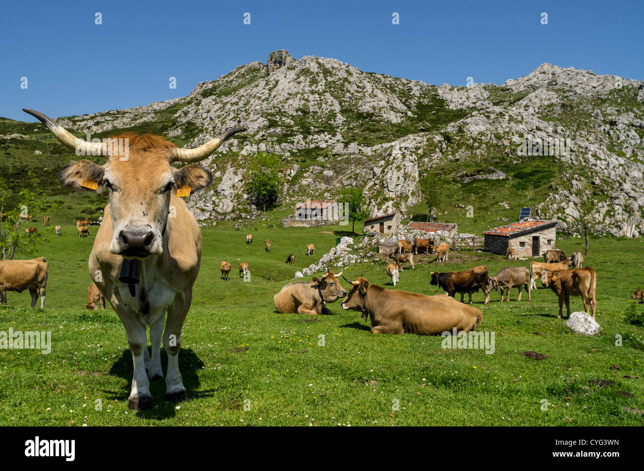 Cows in the Asturias Mountain, Onis Valley, Spain Stock Photo - Alamy