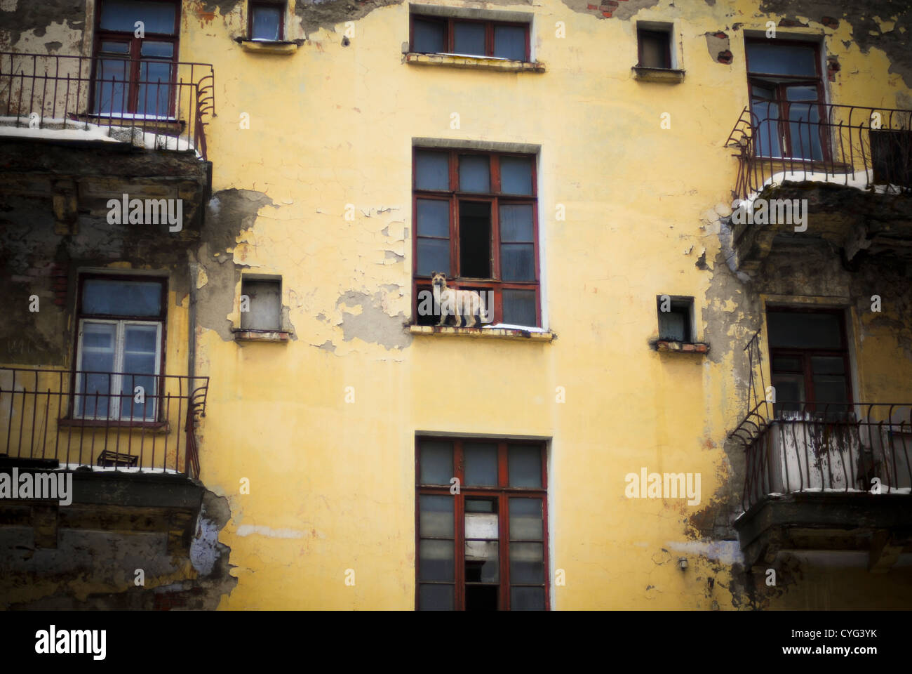 Stray dog standing in window of abandoned house - city ghetto scene ...