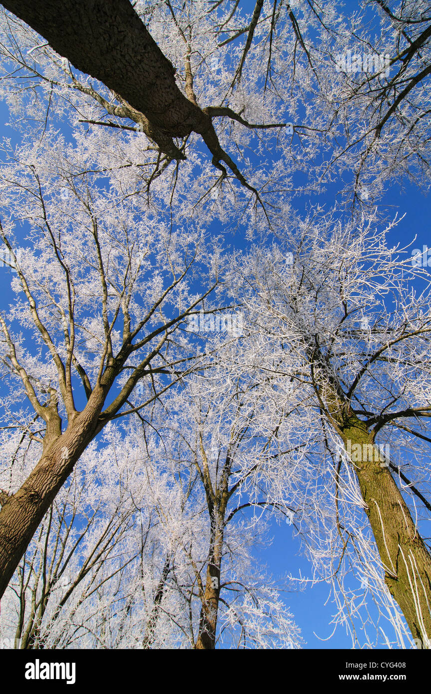 Blue sky white poplar hi-res stock photography and images - Alamy