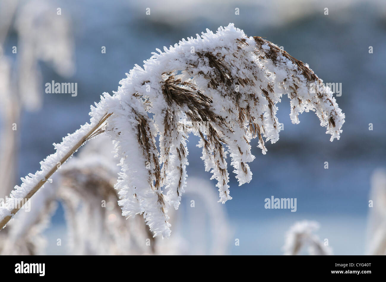 Common reed covered in frost Stock Photo - Alamy