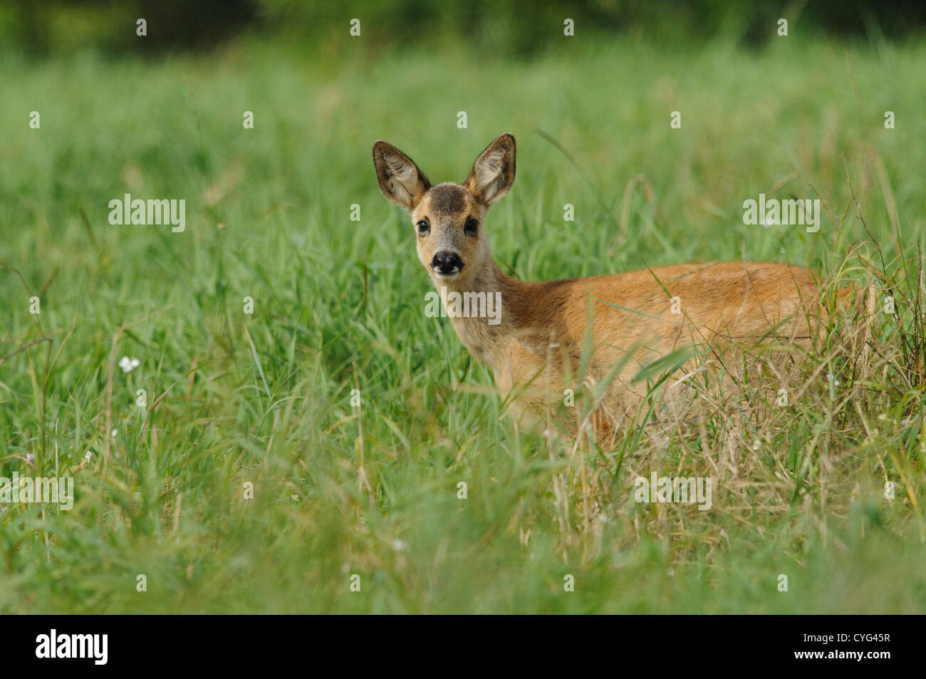 Young roe deer calf Stock Photo - Alamy