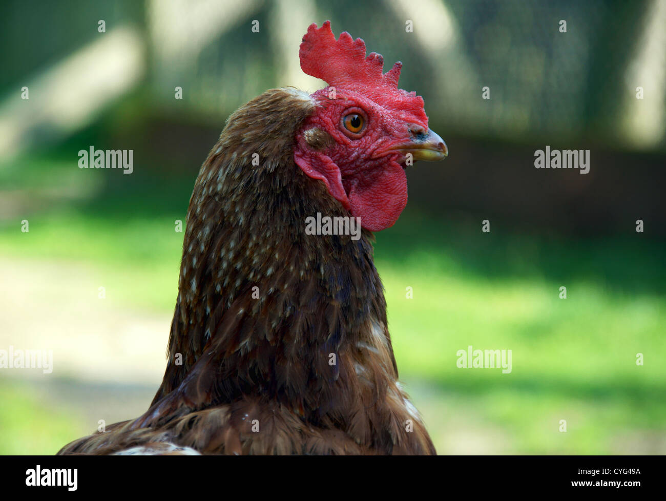 Corral hen hi-res stock photography and images - Alamy