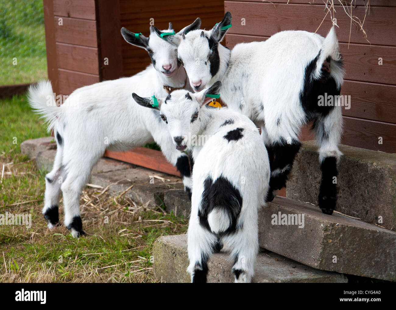 Three Pygmy goats Stock Photo - Alamy