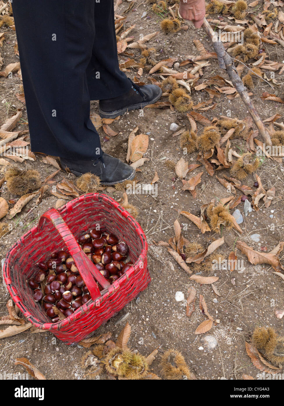 Harvest chestnuts hi-res stock photography and images - Alamy