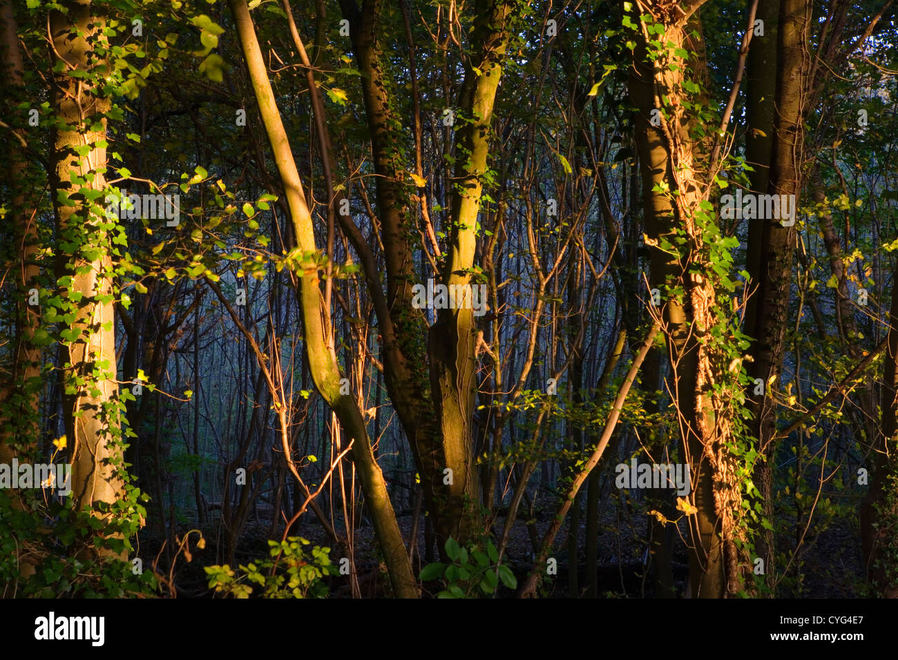 Slindon hi-res stock photography and images - Alamy