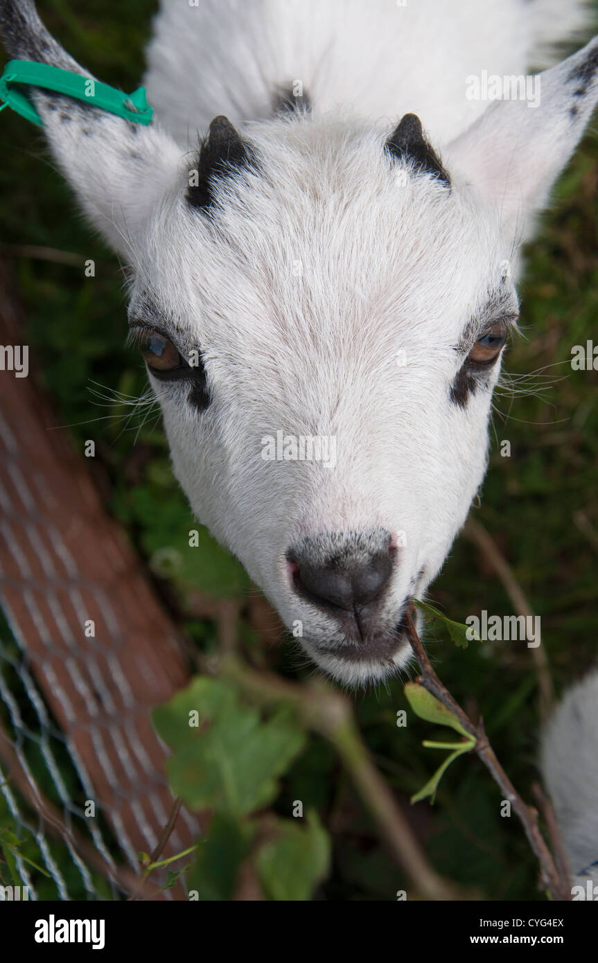 Pygmy goat hooves hi-res stock photography and images - Alamy