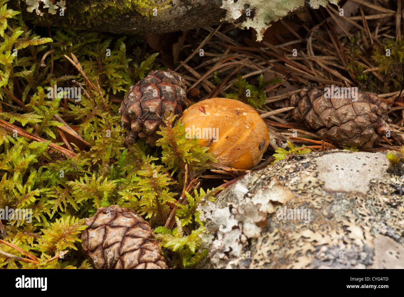 Pine Bolete fungi (Boletus pinophilus), with fir cones and moss Stock ...