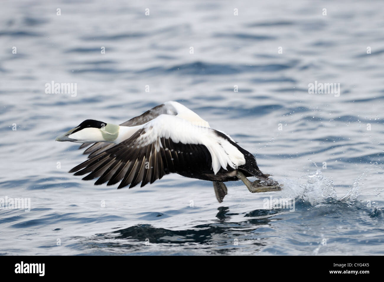 Arctic duck hi-res stock photography and images - Alamy