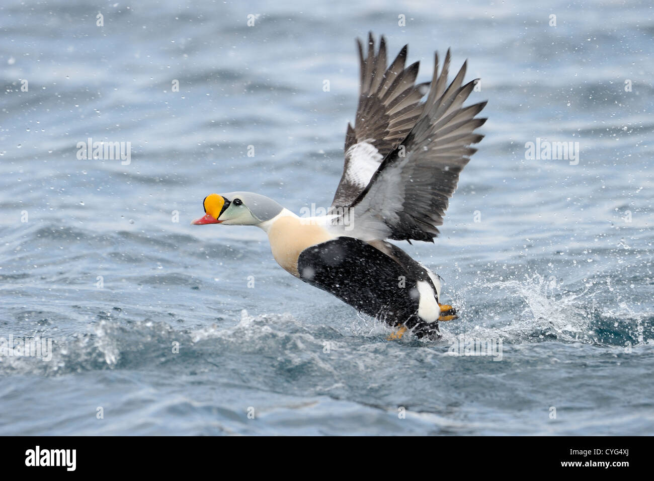 Arctic king eider hi-res stock photography and images - Alamy