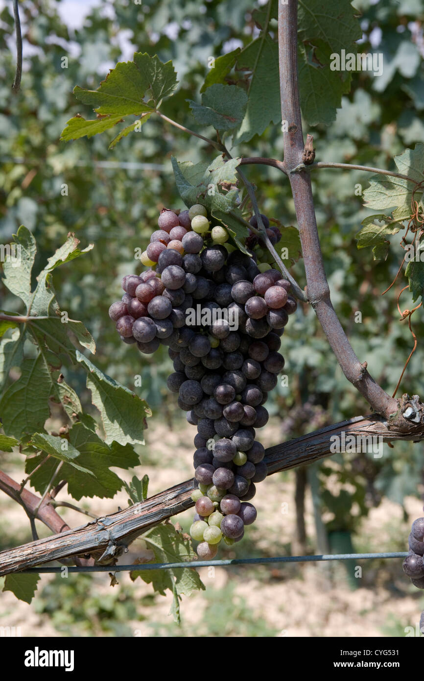 Barolo - Nebbiolo grape used to produce Barolo wine Stock Photo - Alamy