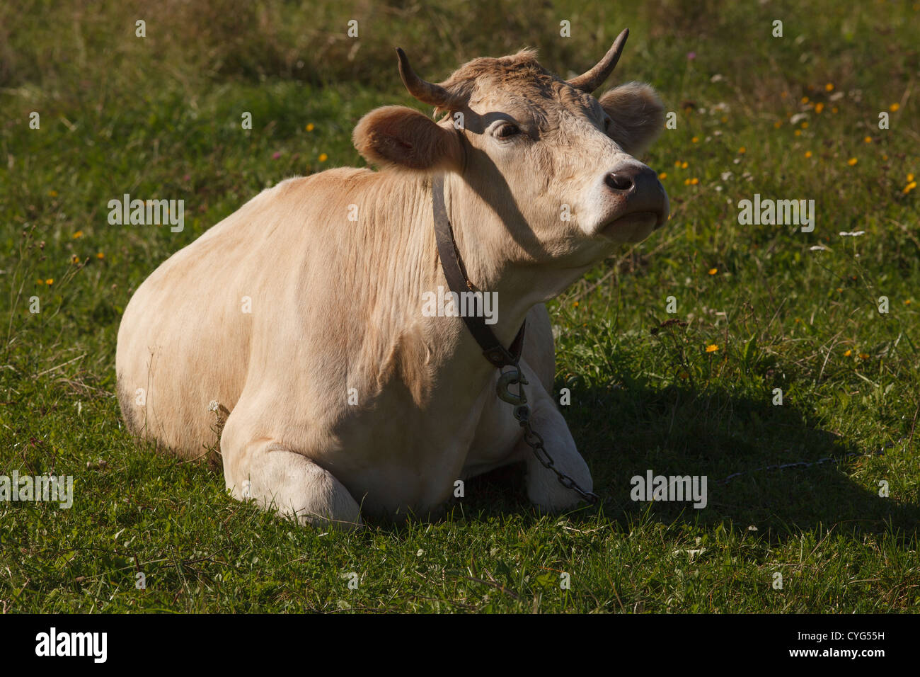 Cow in a field at summer Stock Photo - Alamy