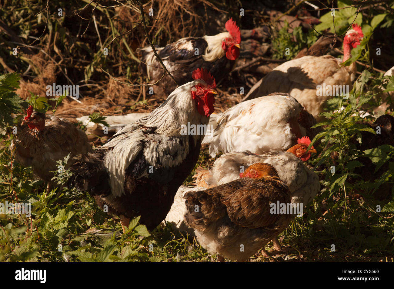 Chickens and rooster Stock Photo - Alamy