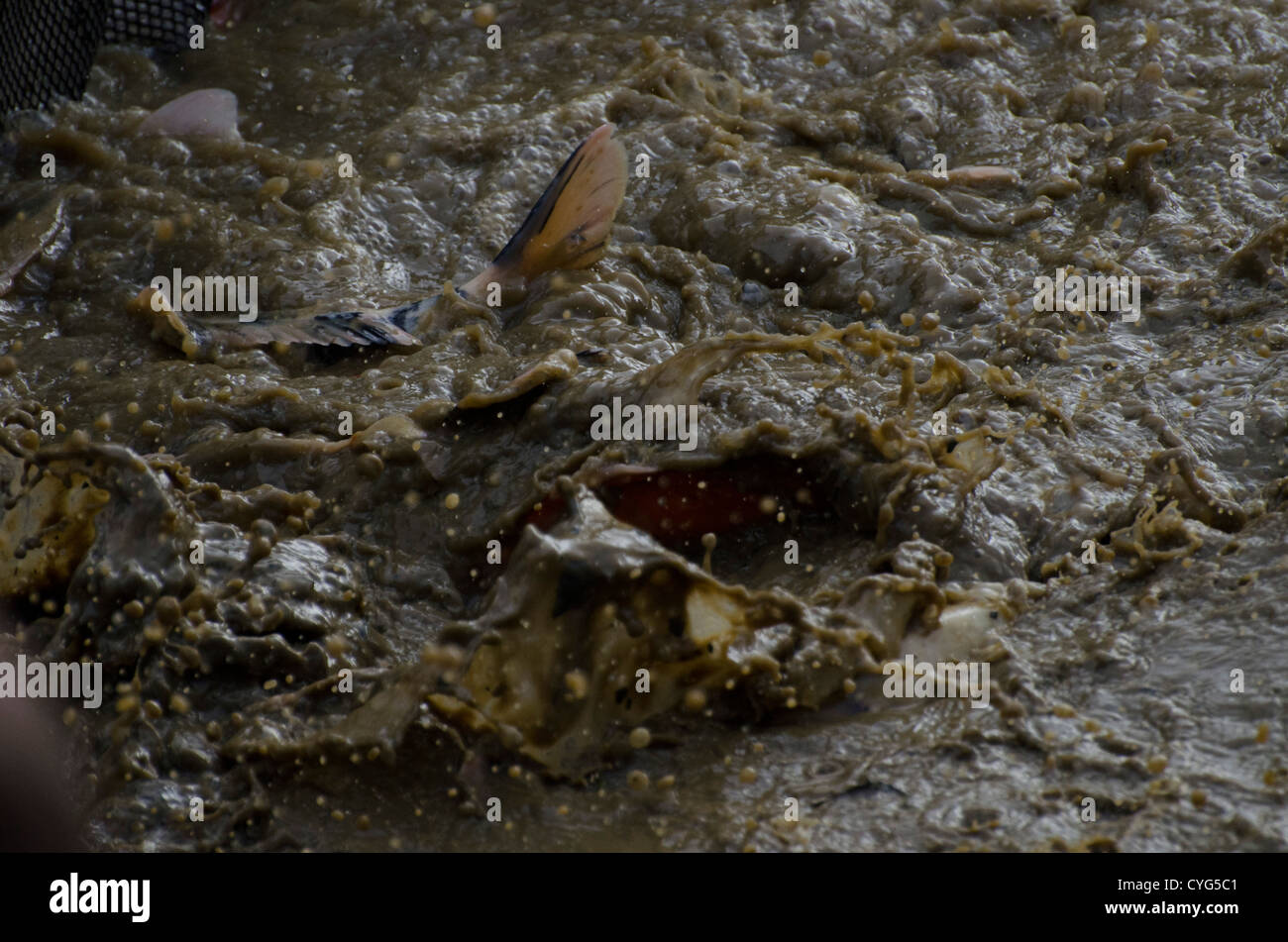 fish splashing around Stock Photo - Alamy