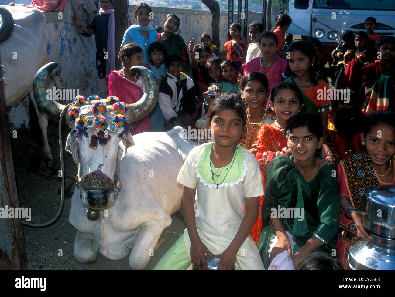 Jain children with a cow decorated for Divali Stock Photo - Alamy