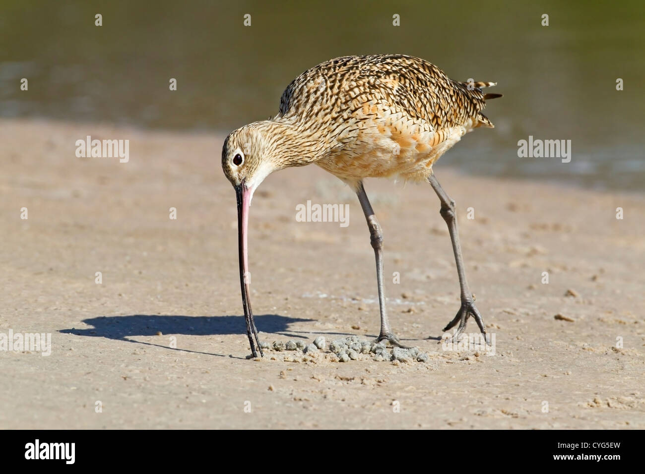 long-billed curlew (Numenius americanus) adult feeding on sandy beach ...