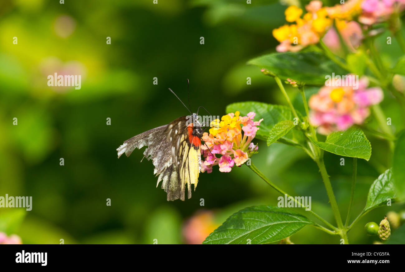 The Common Jezebel (Delias eucharis) is a medium sized pierid butterfly ...