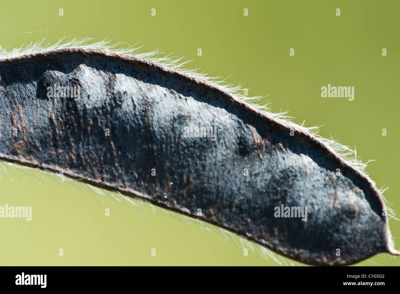 Common (Scotch) Broom (Cytisus scoparius Stock Photo - Alamy