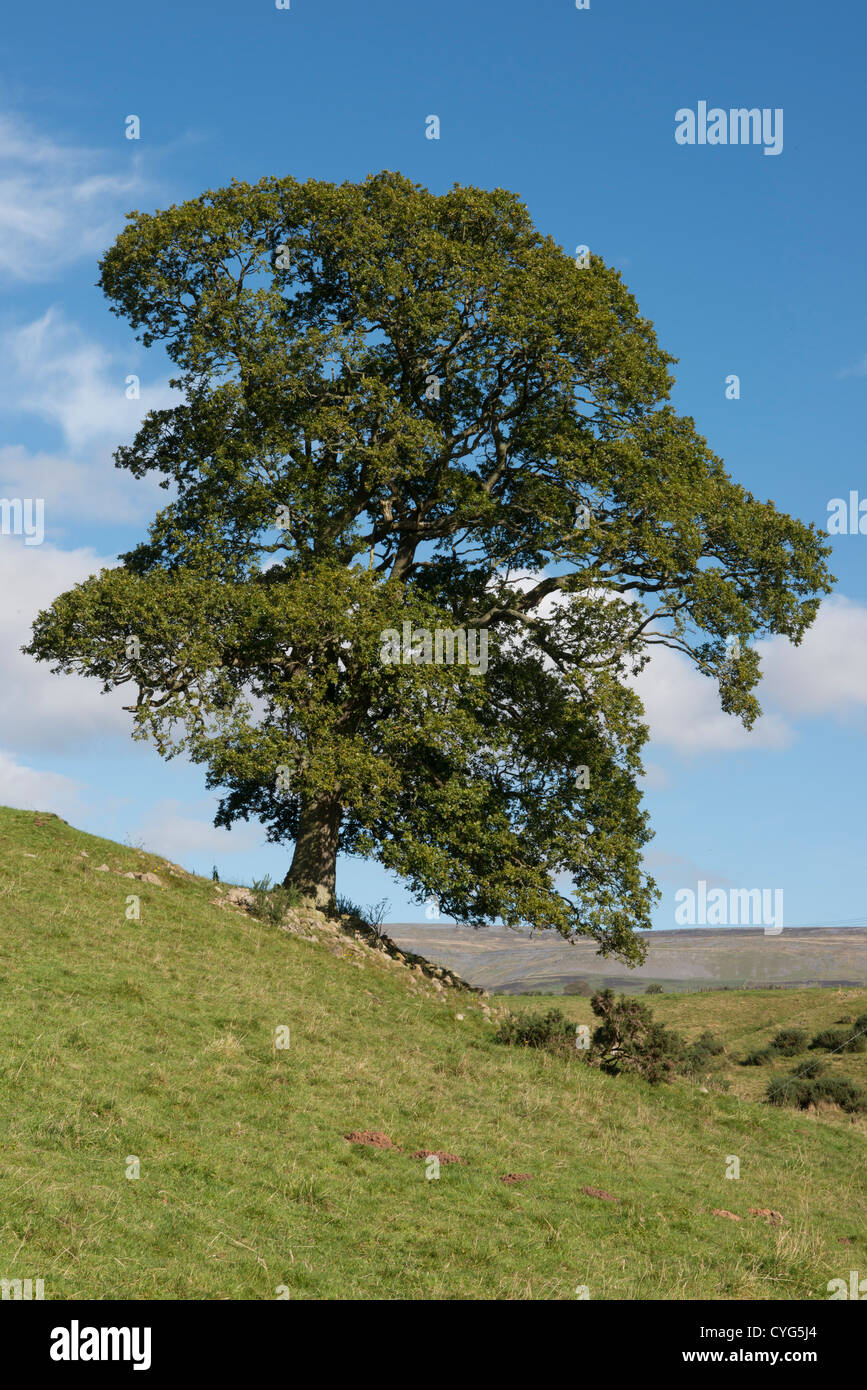 English oak, pedunculate oak (Quercus robur Stock Photo - Alamy