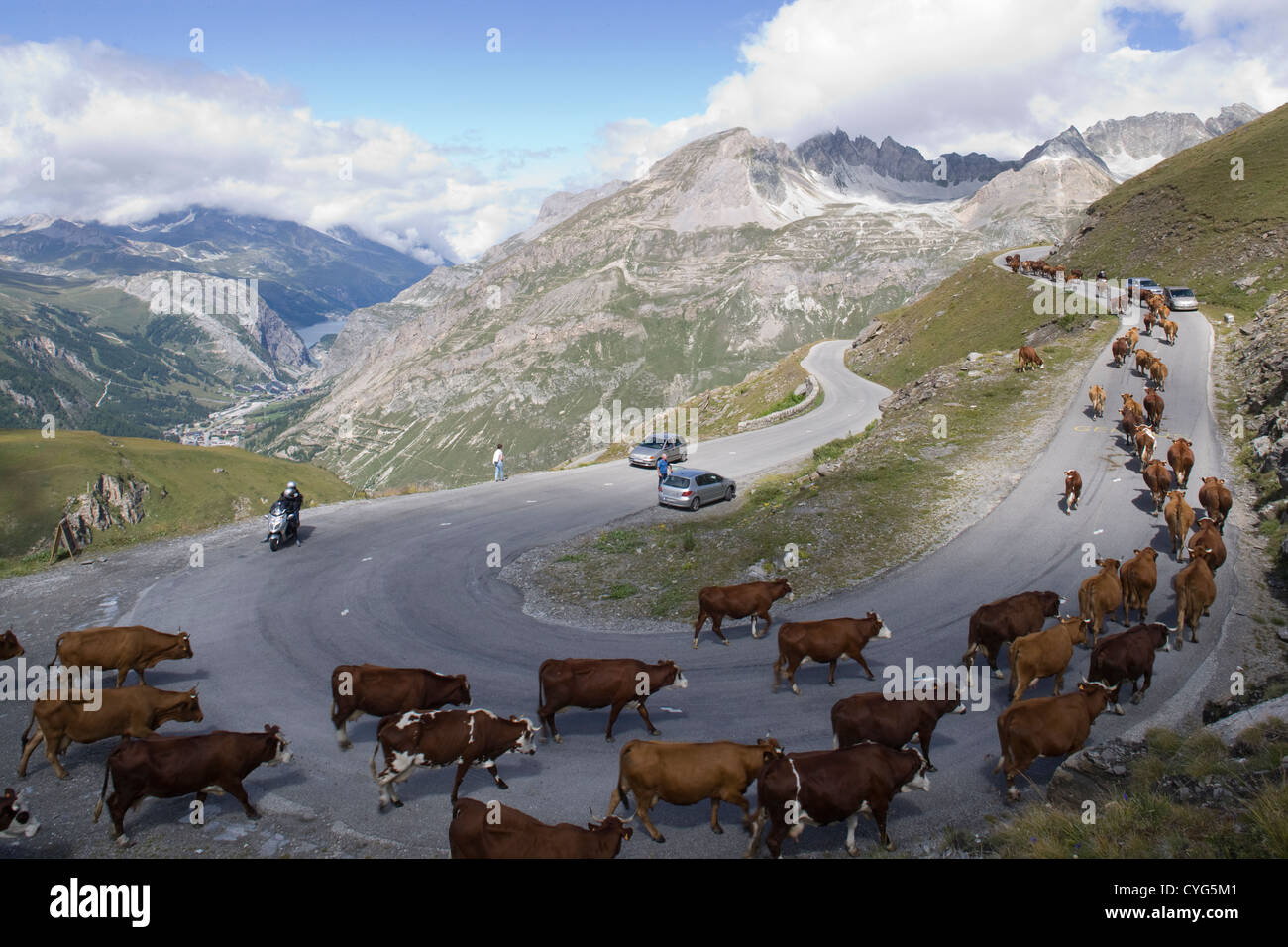 FRANCE Col de L'Iseran - road with cows Stock Photo - Alamy