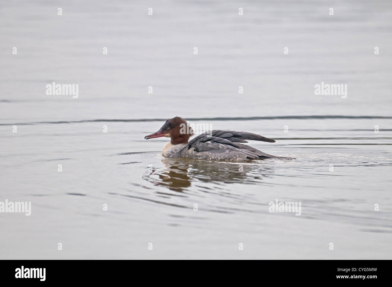 FEMALE GOOSANDER mergus merganser. UK Stock Photo - Alamy