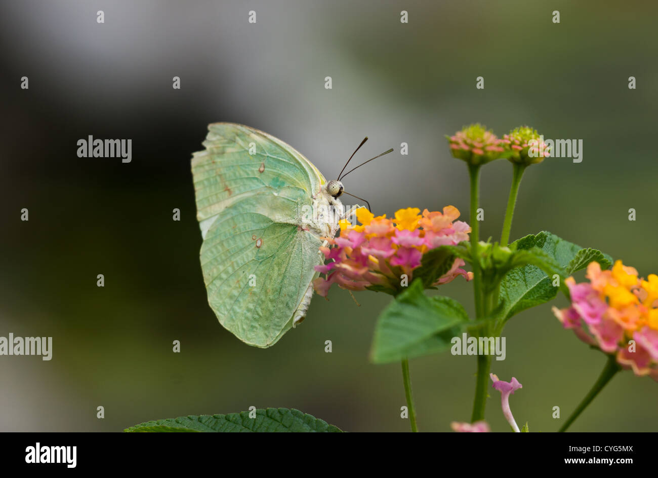 The Lemon Emigrant butterfly sat on a flower in Hai Phong Vietnam ...