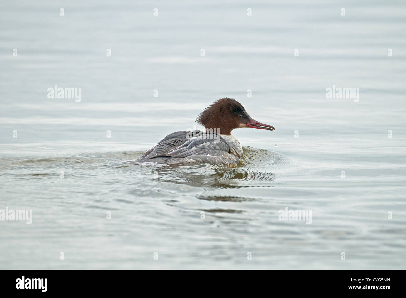 Female goosander hi-res stock photography and images - Alamy