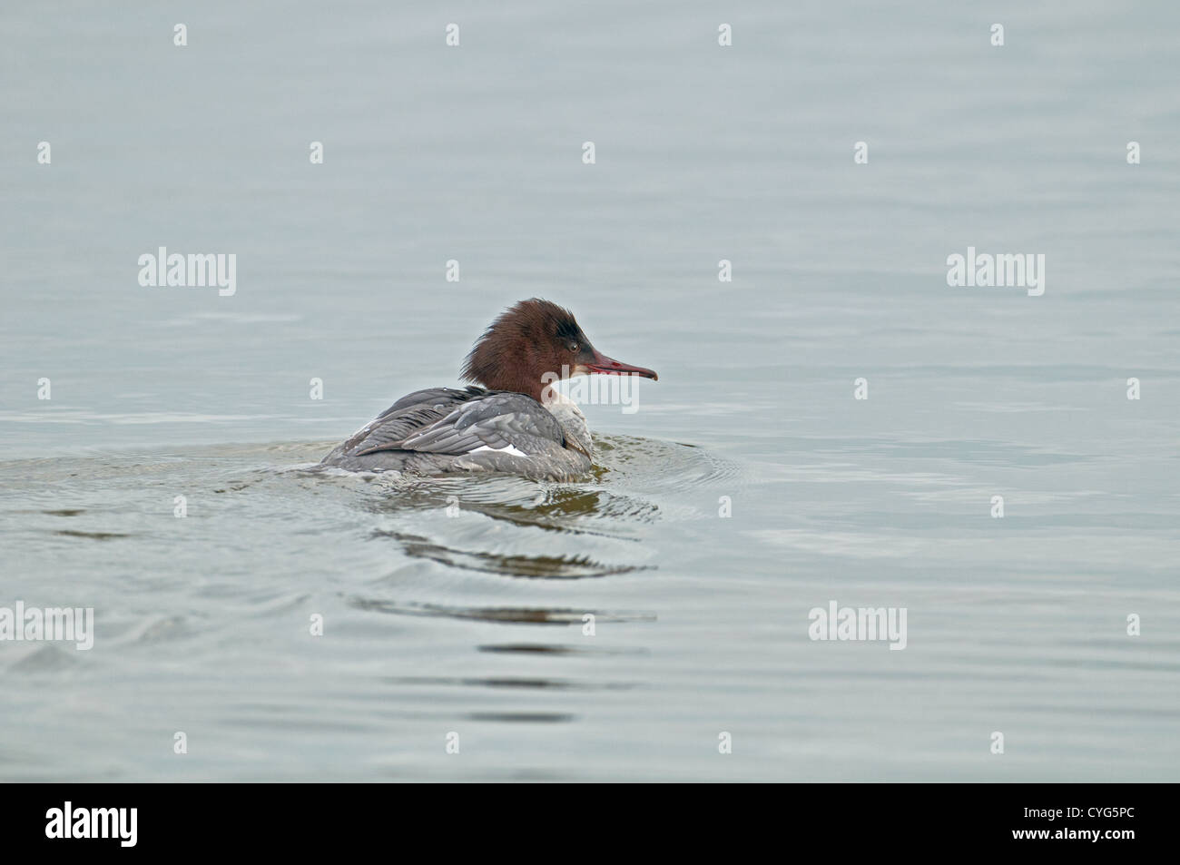 FEMALE GOOSANDER mergus merganser. UK Stock Photo - Alamy