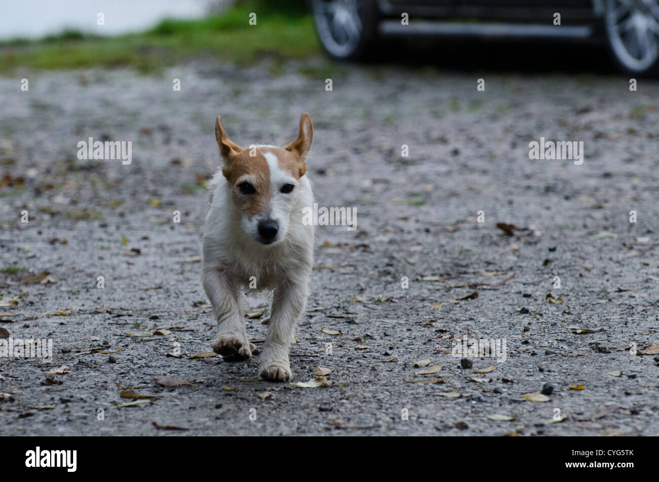 Running jack russel Stock Photo - Alamy