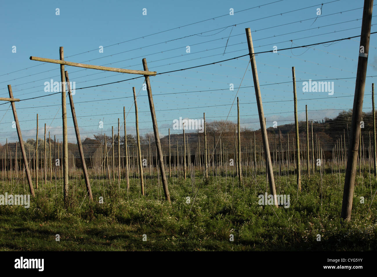 Hop poles hi-res stock photography and images - Alamy