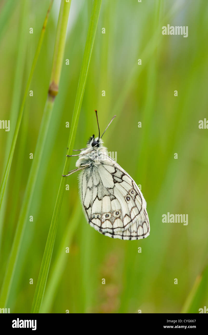 Marbled White butterfly side view Stock Photo - Alamy
