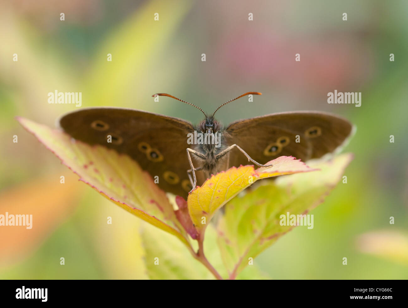 Close up butterfly face hi-res stock photography and images - Alamy