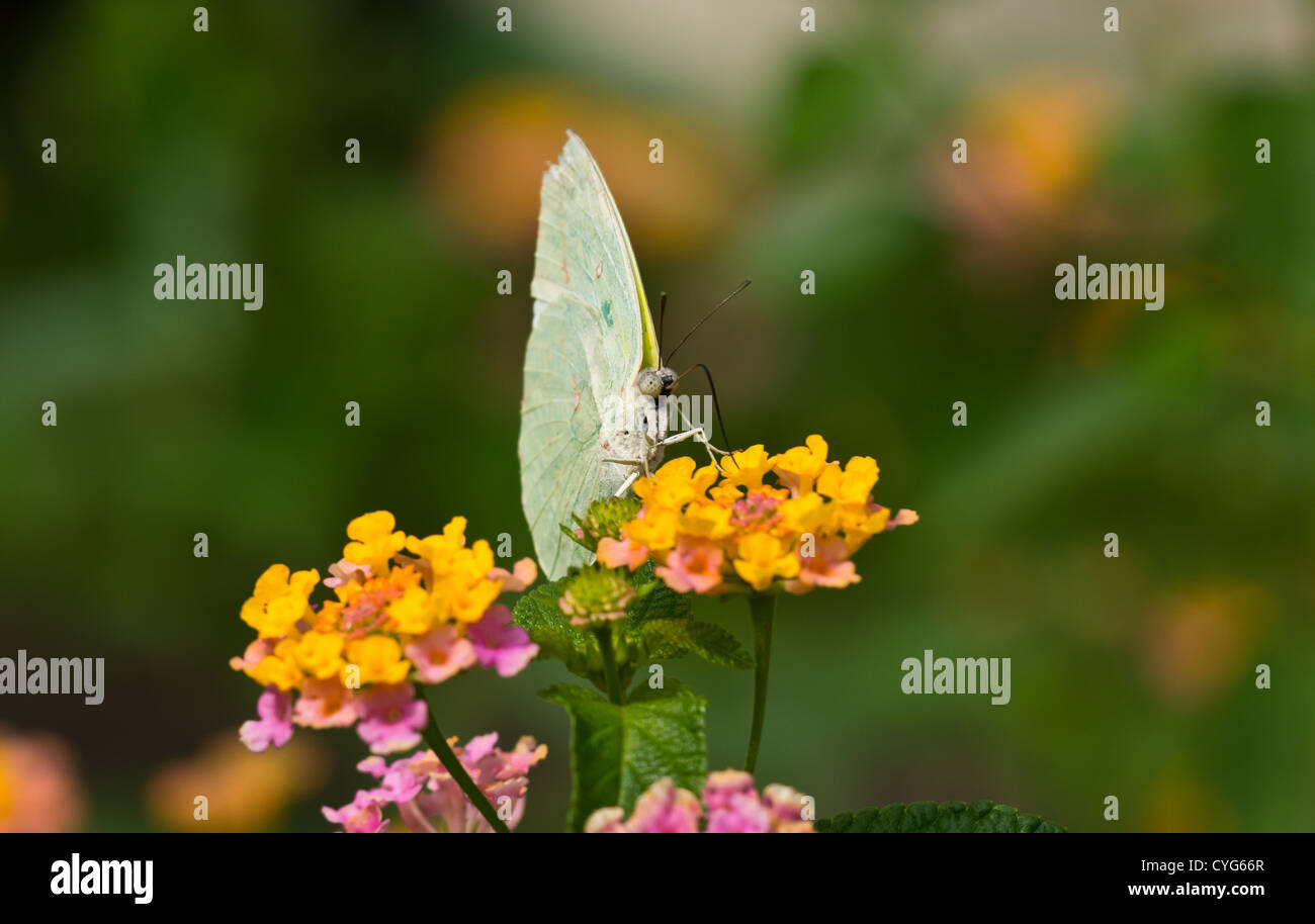 The Lemon Emigrant butterfly Stock Photo - Alamy