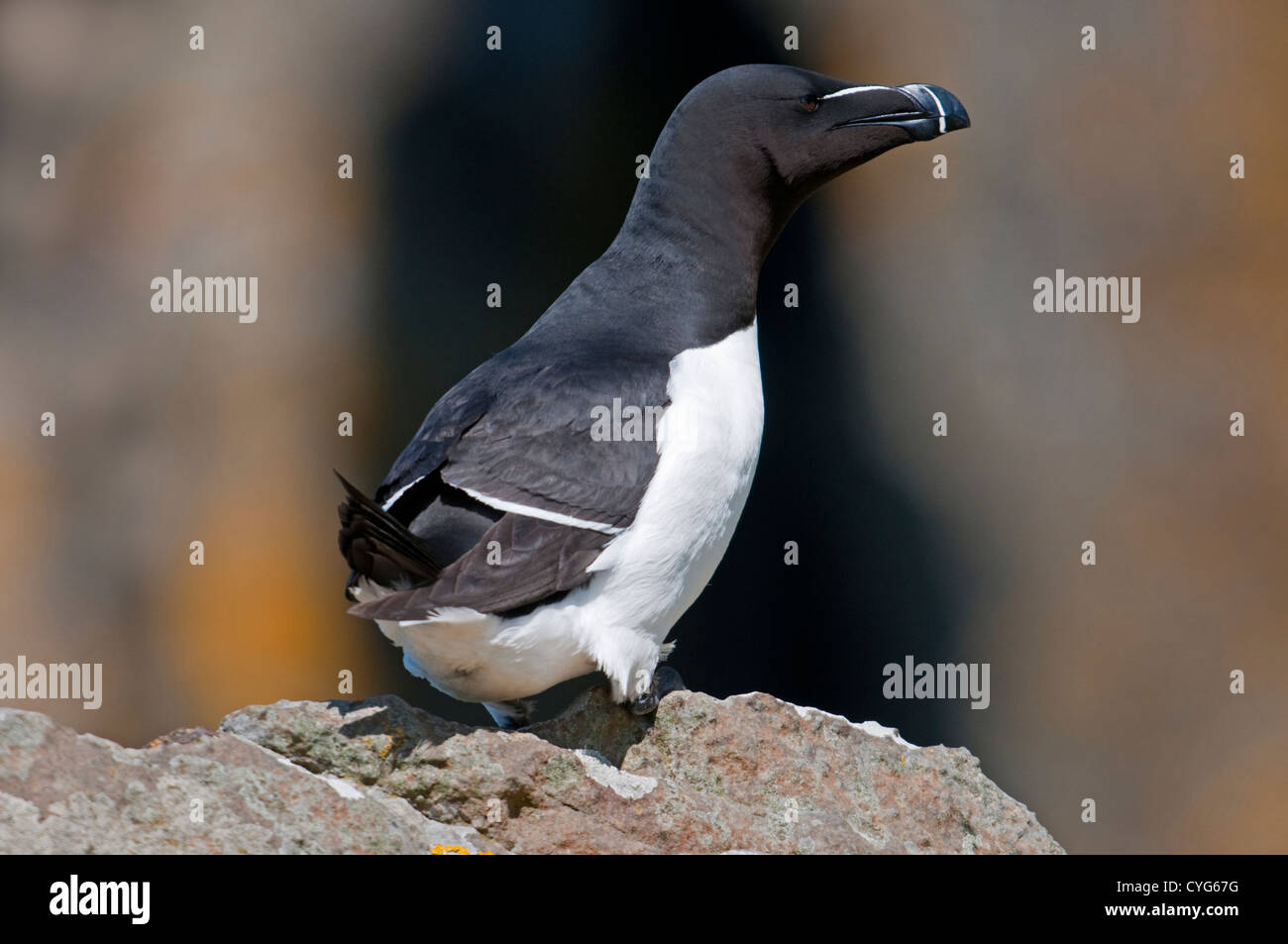 A Razorbill (Alca torda) perched on a rock in the breeding colony, Isle ...