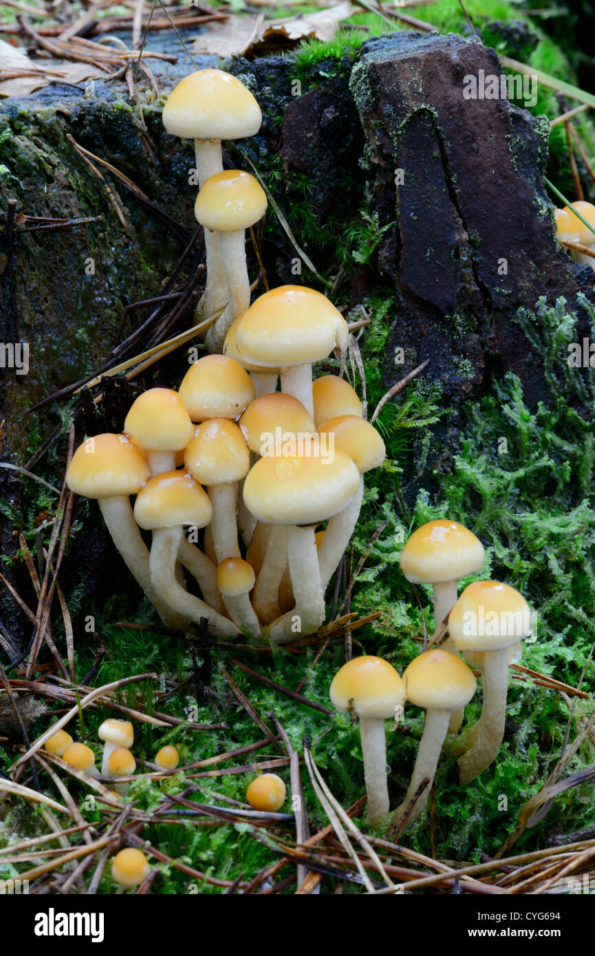 Conifer Tuft fungi (Hypholoma capnoides Stock Photo - Alamy