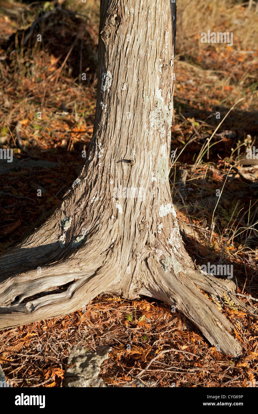 Strong root hi-res stock photography and images - Alamy