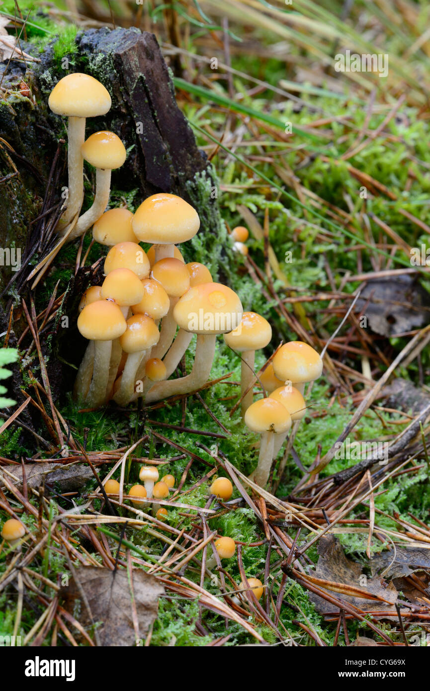 Conifer Tuft fungi (Hypholoma capnoides Stock Photo - Alamy