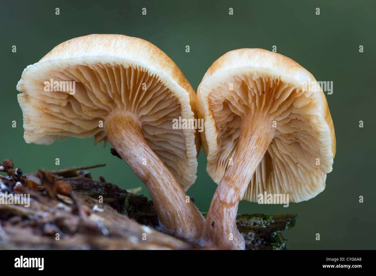 Conifer Tuft fungi (Hypholoma capnoides), gills Stock Photo - Alamy