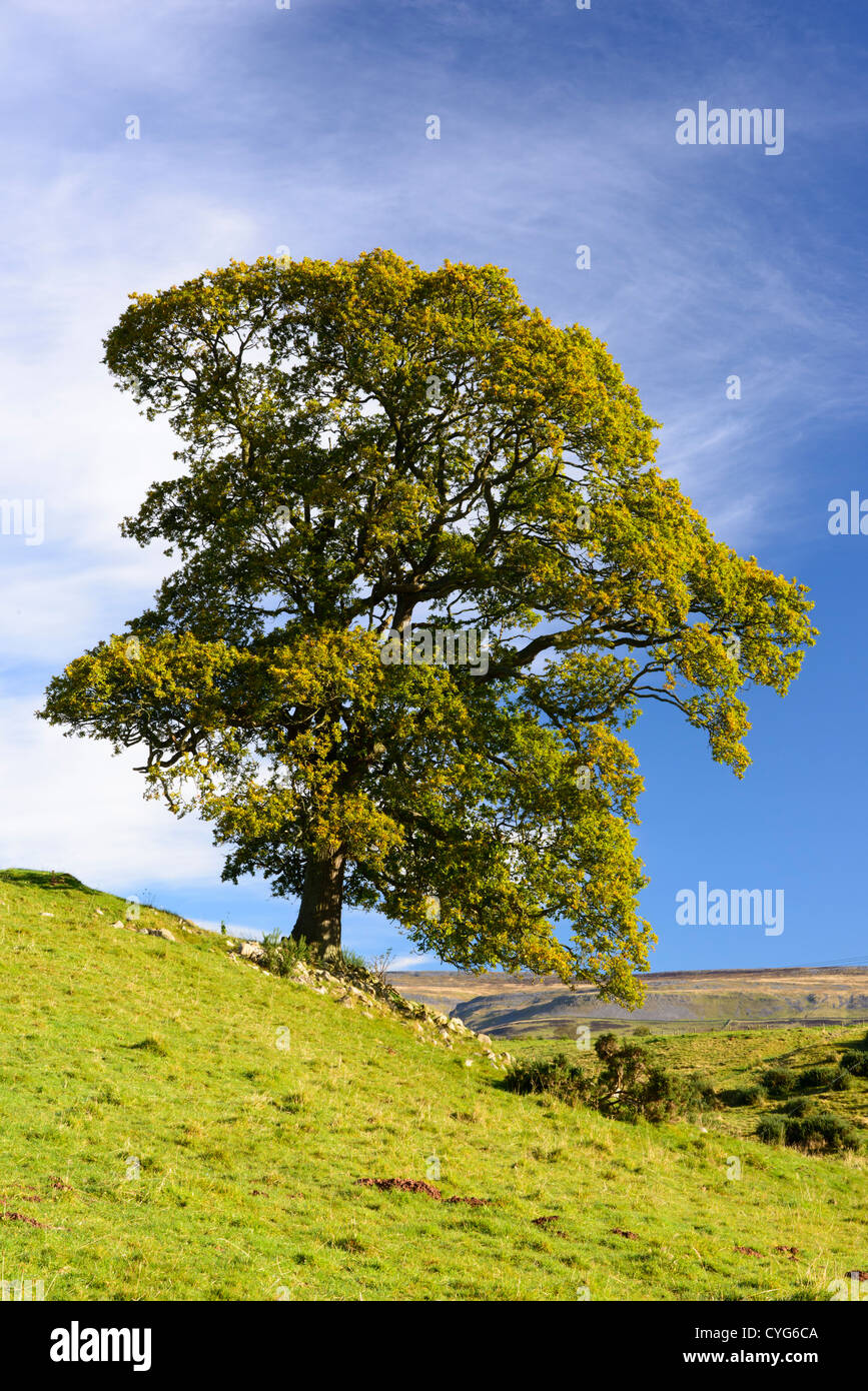 English oak, pedunculate oak (Quercus robur Stock Photo - Alamy