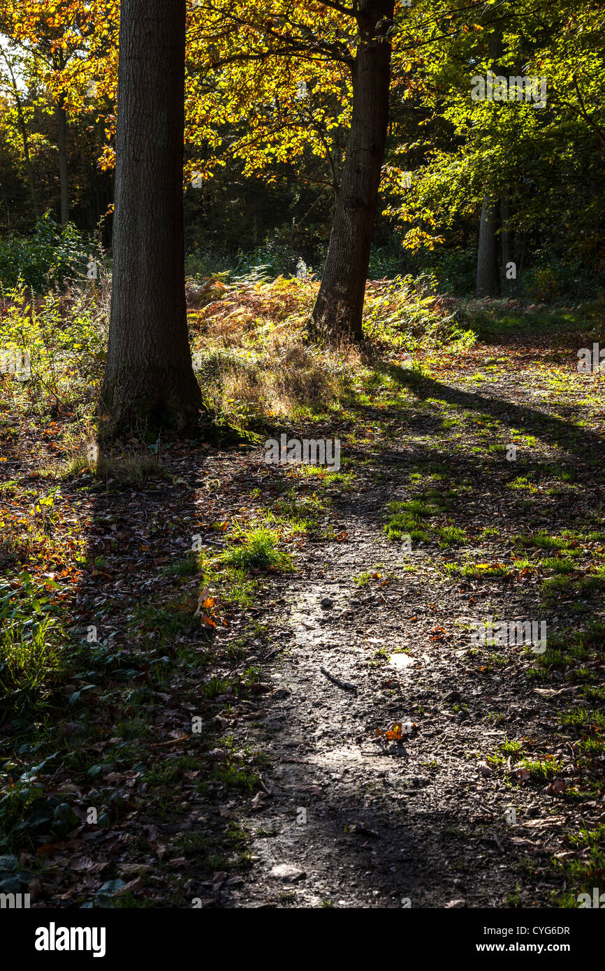 The tree trunks cast long shadows hi-res stock photography and images ...